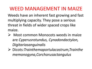 WEED MANAGEMENT IN CEREAL CROP | PPTX