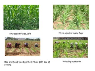 WEED MANAGEMENT IN CEREAL CROP | PPTX