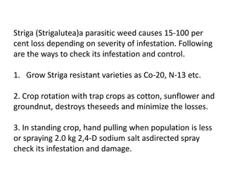 WEED MANAGEMENT IN CEREAL CROP | PPTX