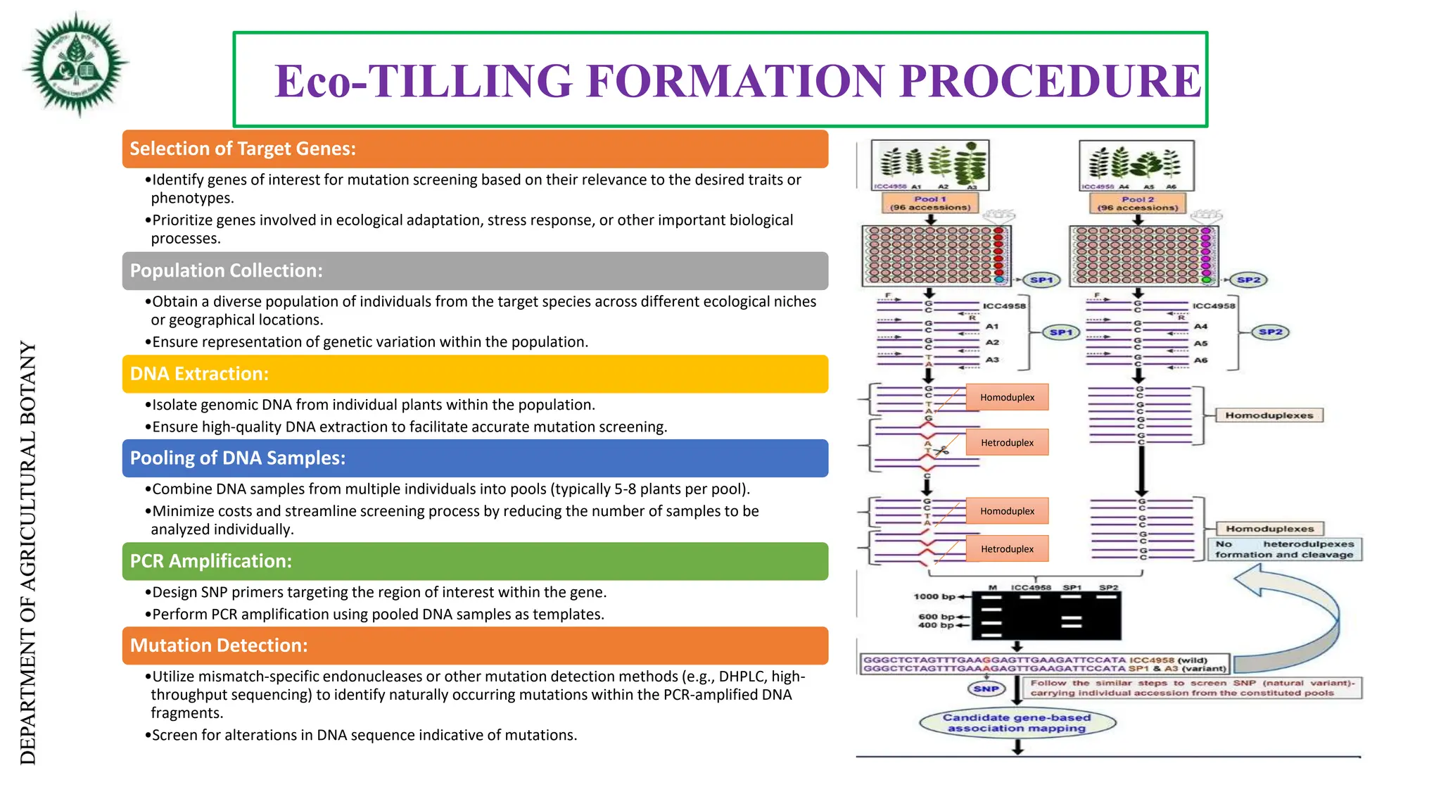 TILLING AND ECO TILLING IN CROP IMPROVEMENT.pptx