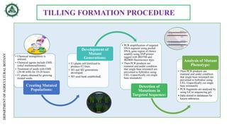 TILLING AND ECO TILLING IN CROP IMPROVEMENT.pptx