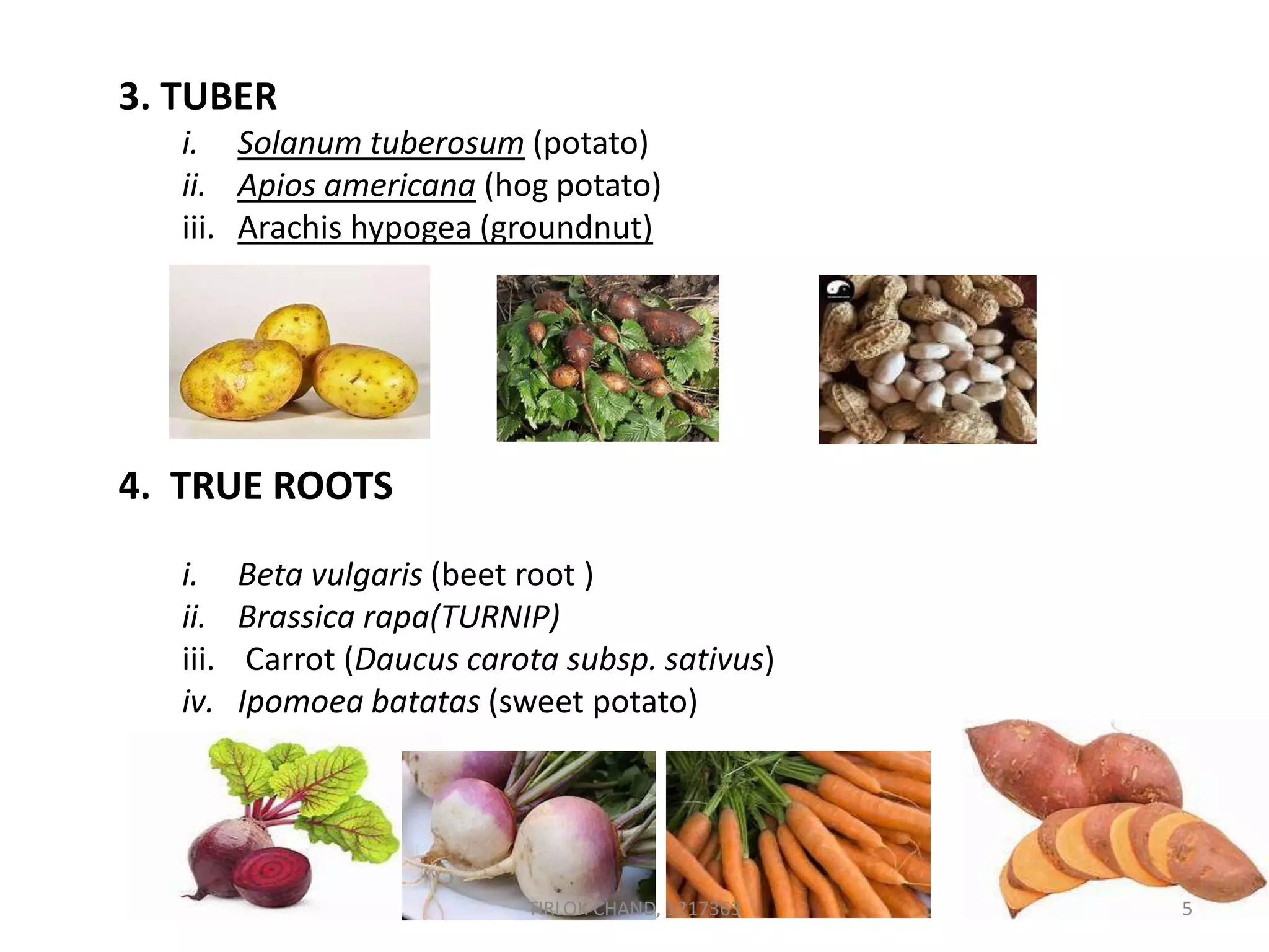 ROOT CROPS | PPTX