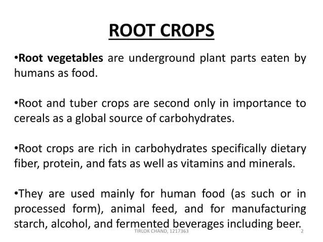 ROOT CROPS | PPTX | Agriculture | Industries