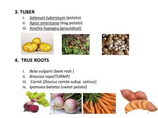 ROOT CROPS | PPTX