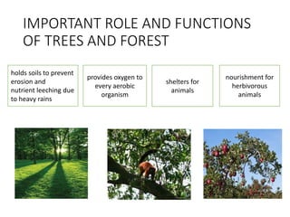 Assignment BBT 308 Tropical Plant Ecology | PPTX