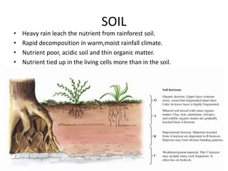 Assignment BBT 308 Tropical Plant Ecology | PPTX
