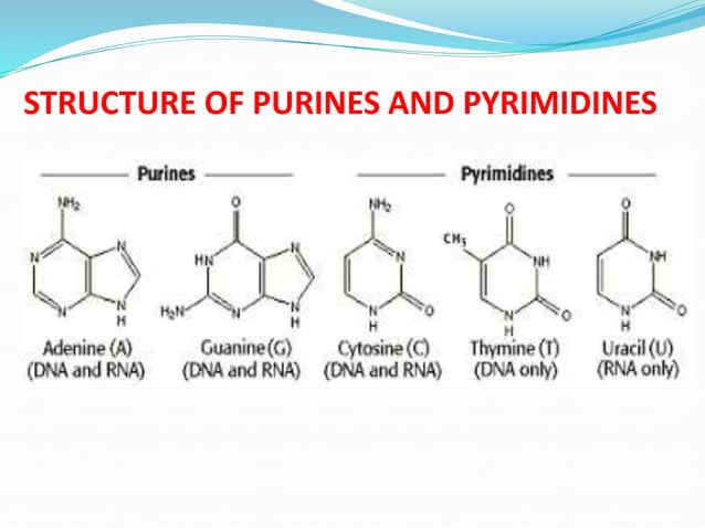 Structure of purines and pyrimidines - Jahnvi arora (11228108), mmdu ...