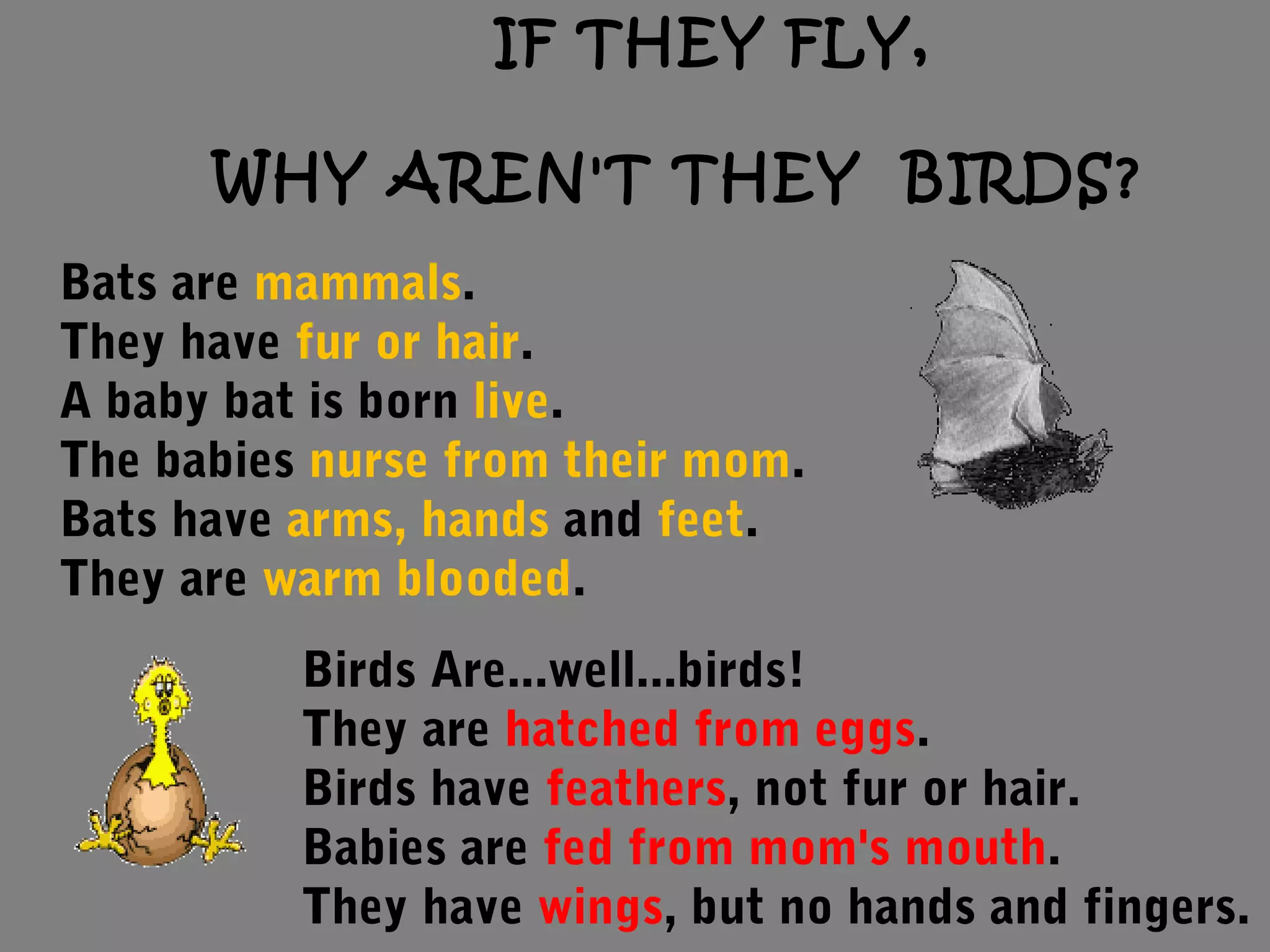 Batty about Bats | PPT