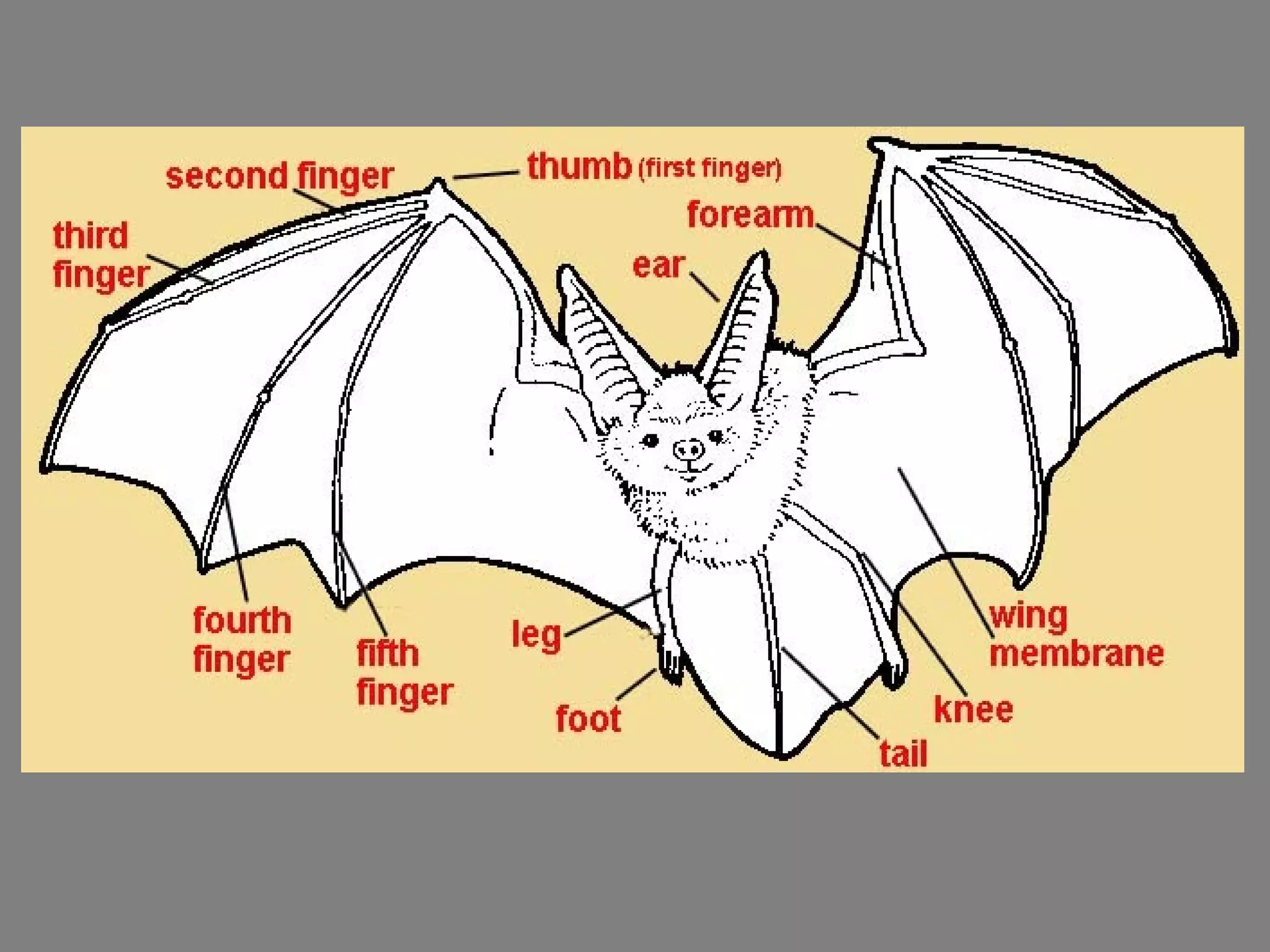 Batty about Bats | PPT