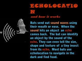 Batty about Bats | PPT