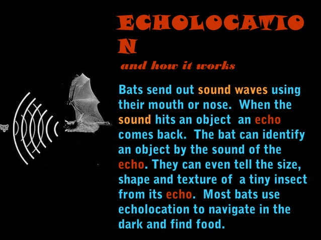 Batty about Bats | PPT
