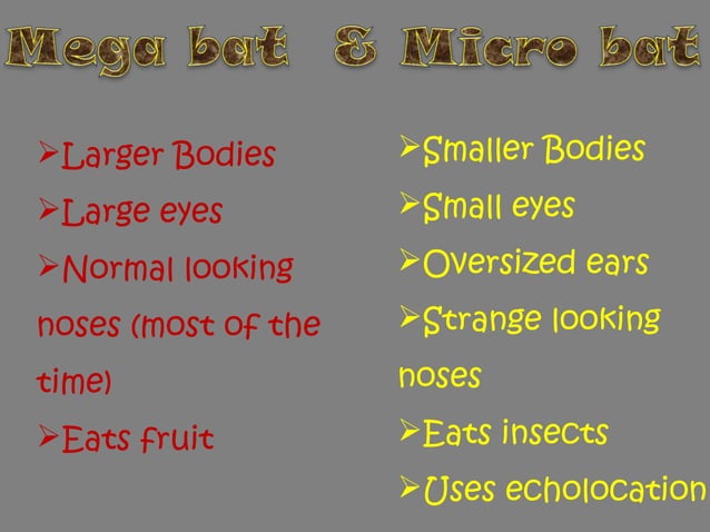 Batty about Bats | PPT