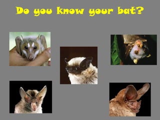 Batty about Bats | PPT