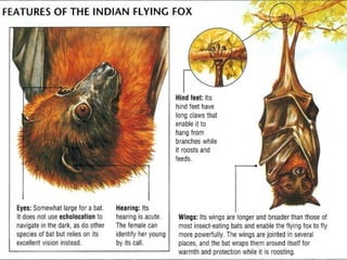 Batty about Bats | PPT