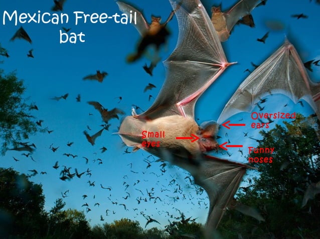 Batty about Bats | PPT