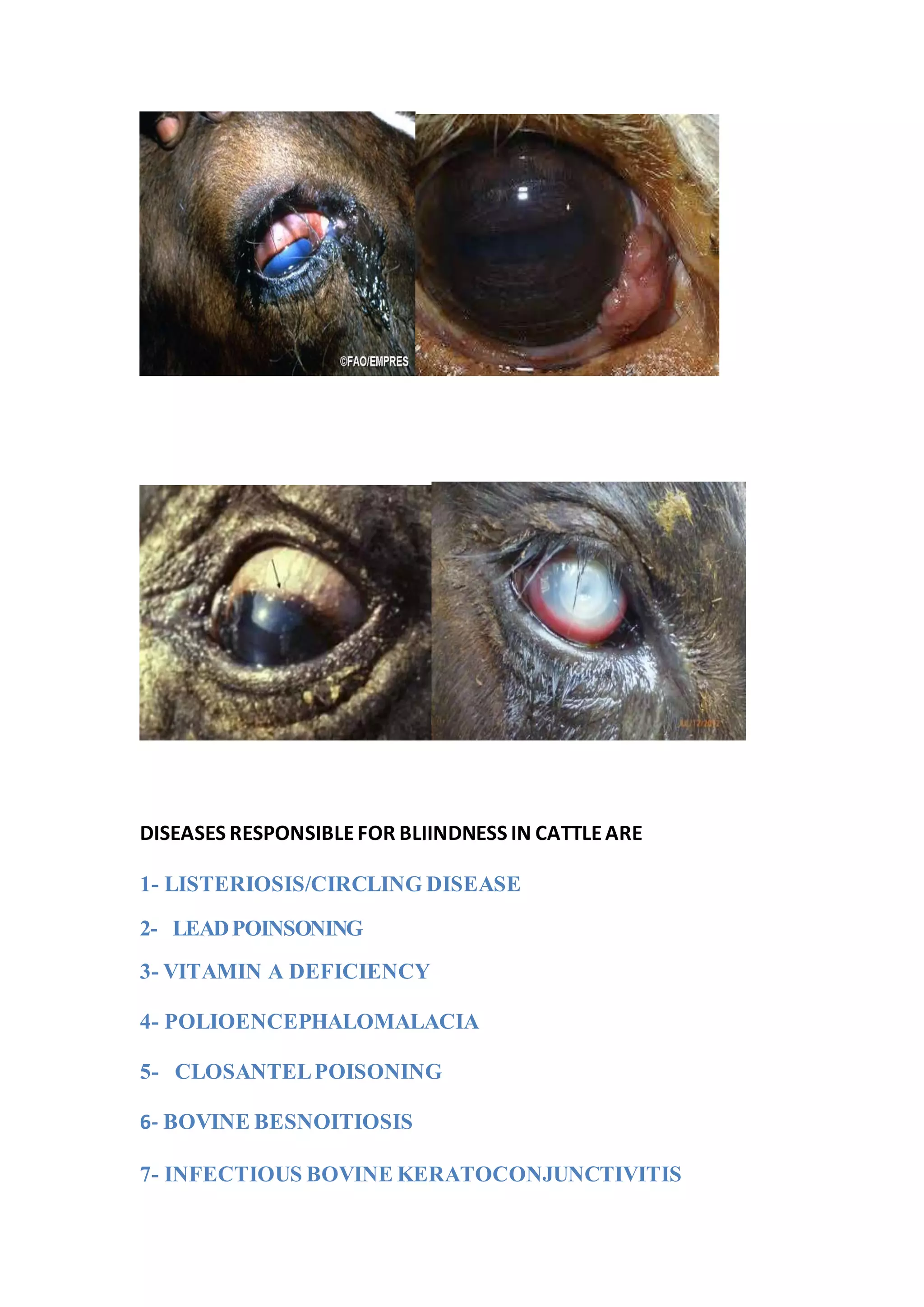 Diseases responsible for blindness in cattle | DOC