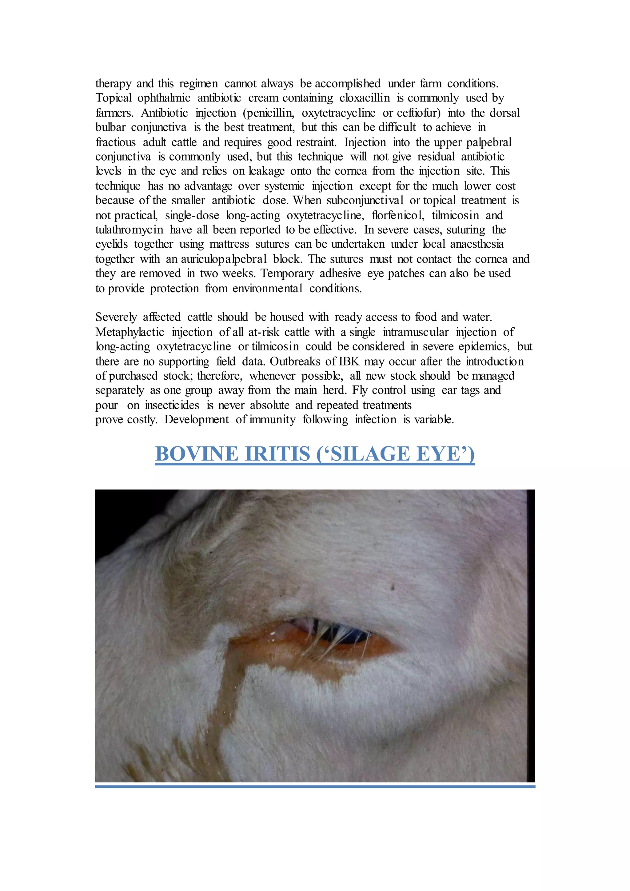 Diseases responsible for blindness in cattle | DOC