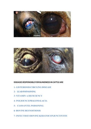 Diseases responsible for blindness in cattle | DOC