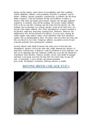 Diseases responsible for blindness in cattle | DOC