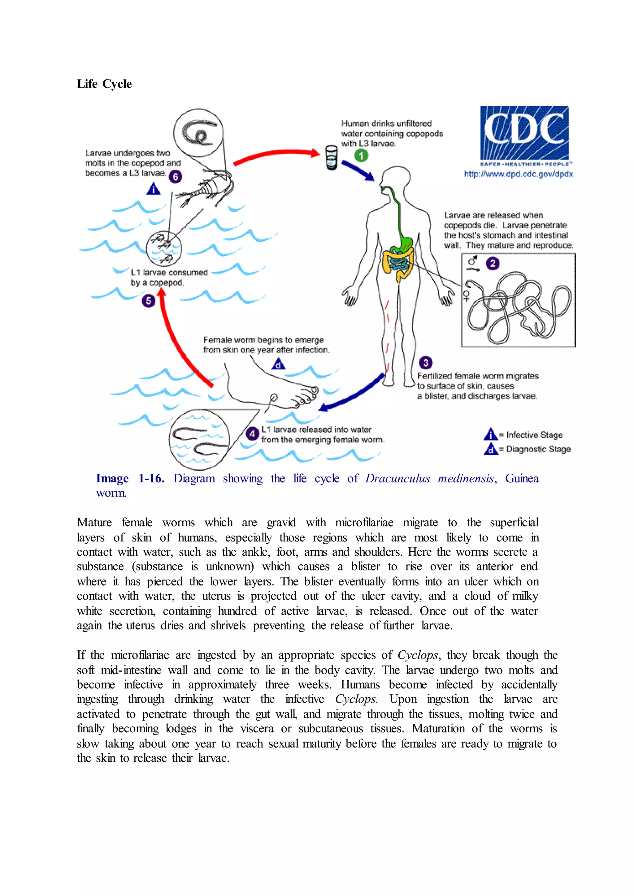 Classification of Microfilaria | DOCX | Infectious Diseases | Diseases ...