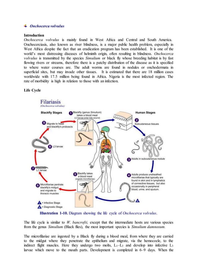 Classification of Microfilaria | DOCX | Infectious Diseases | Diseases ...