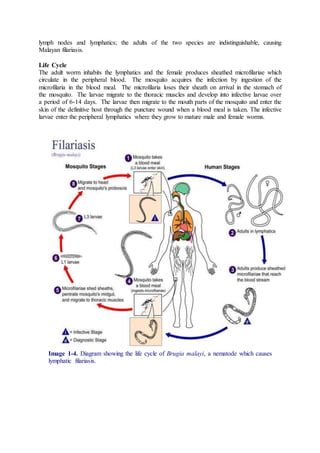 Classification of Microfilaria | DOCX