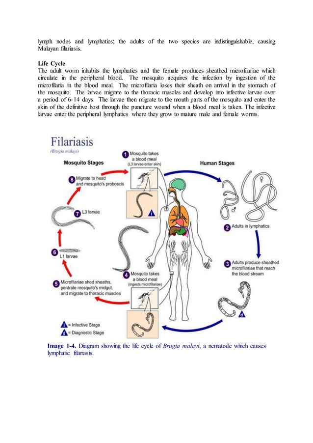 Classification of Microfilaria | DOCX | Infectious Diseases | Diseases ...