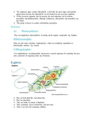 Classification of Algae | DOCX
