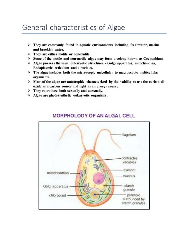 Classification of Algae | DOCX