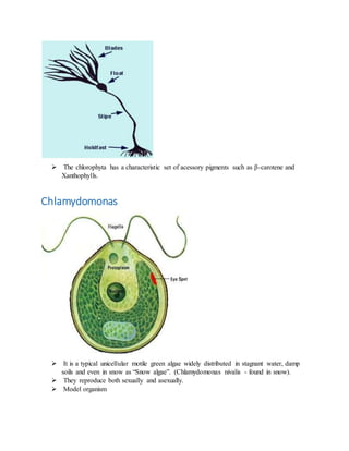 Classification of Algae | DOCX