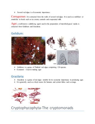 Classification of Algae | DOCX