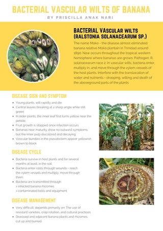 MOKO DISEASE FACT SHEET | PDF
