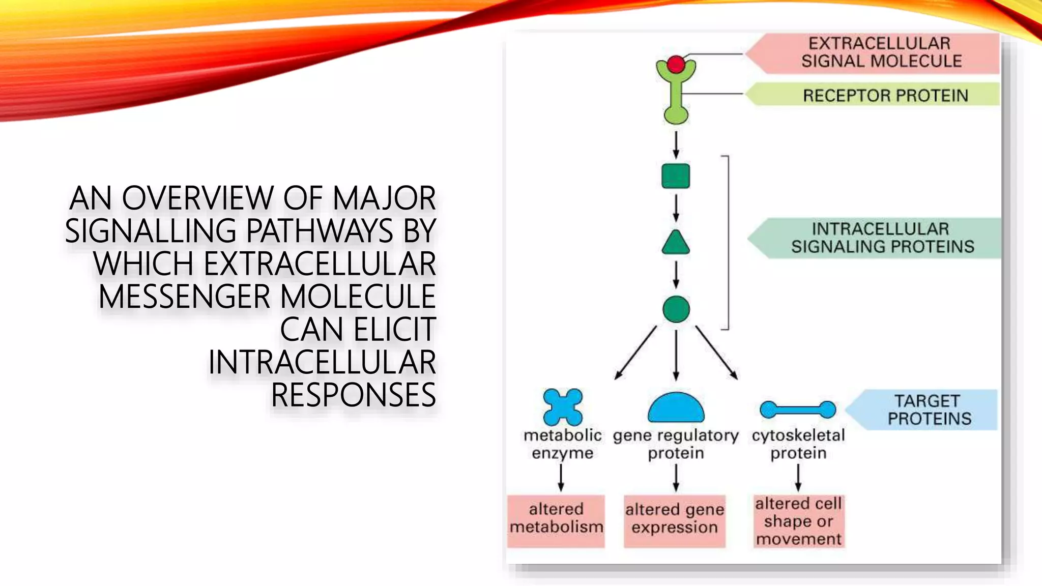 Signal transduction principle and mechanism in plants | PPTX