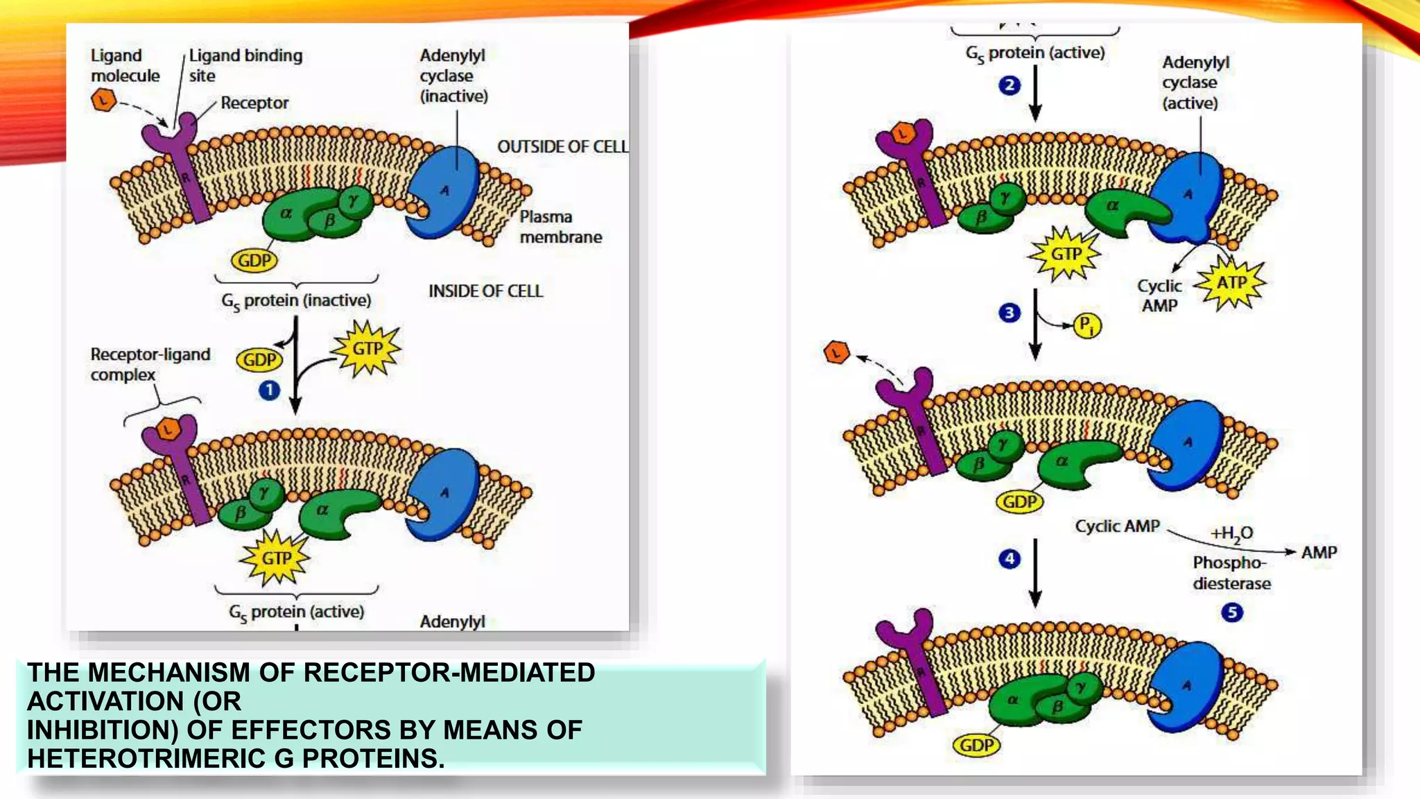 Signal transduction principle and mechanism in plants | PPTX