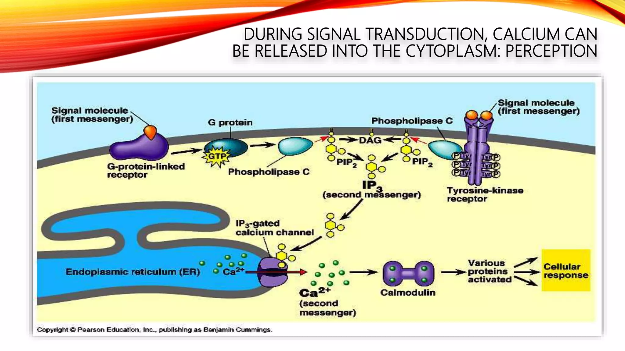 Signal transduction principle and mechanism in plants | PPTX