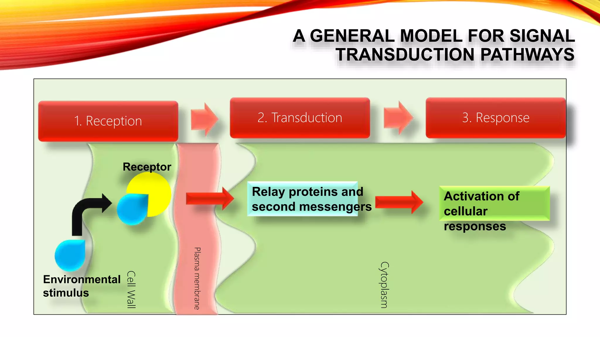 Signal transduction principle and mechanism in plants | PPTX