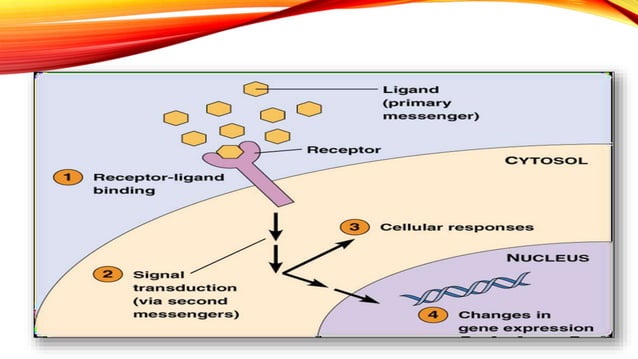 Signal transduction principle and mechanism in plants | PPTX