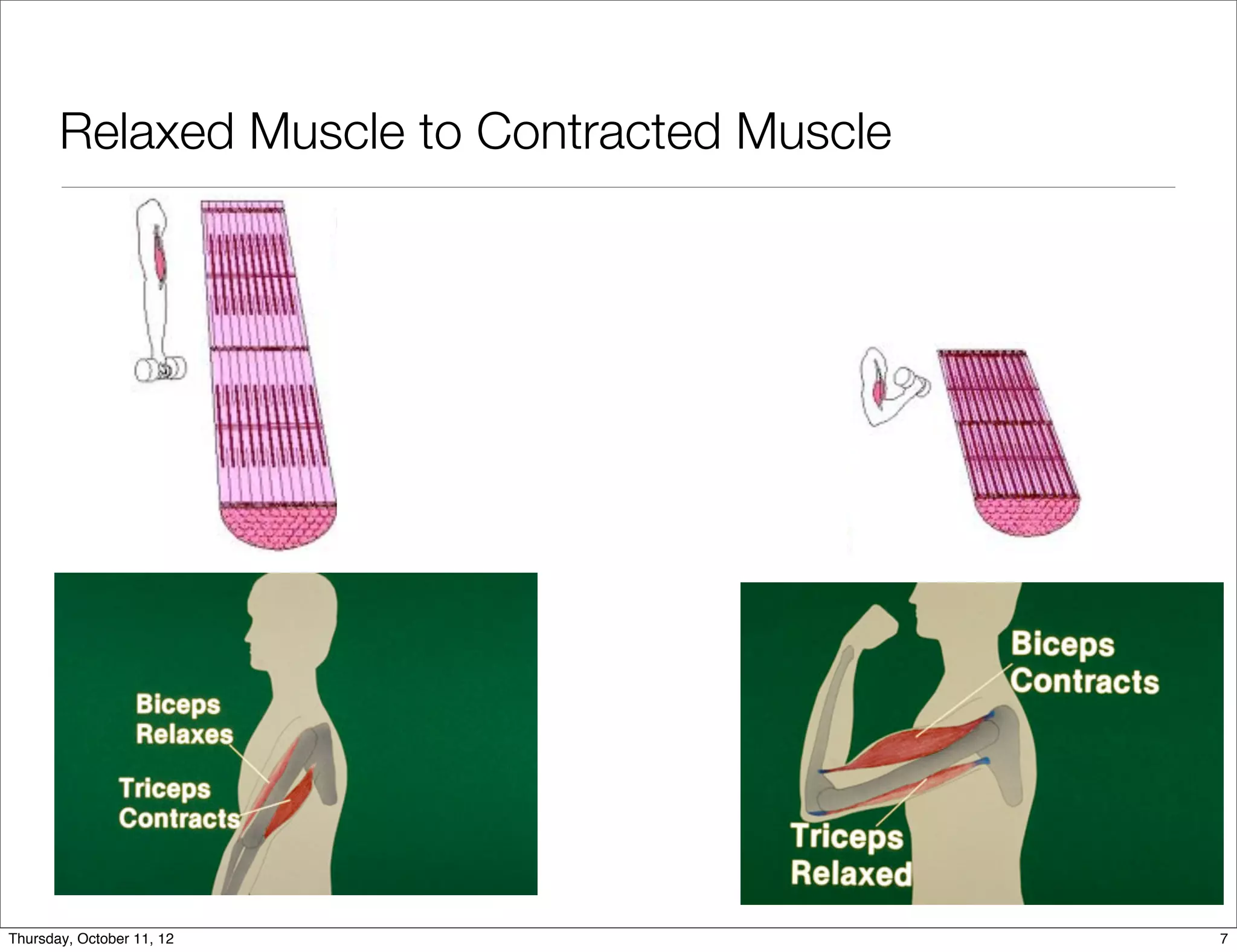Assignment 6 how muscles work | PDF
