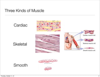 Assignment 6 how muscles work | PDF