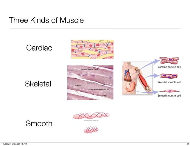 Assignment 6 how muscles work | PDF