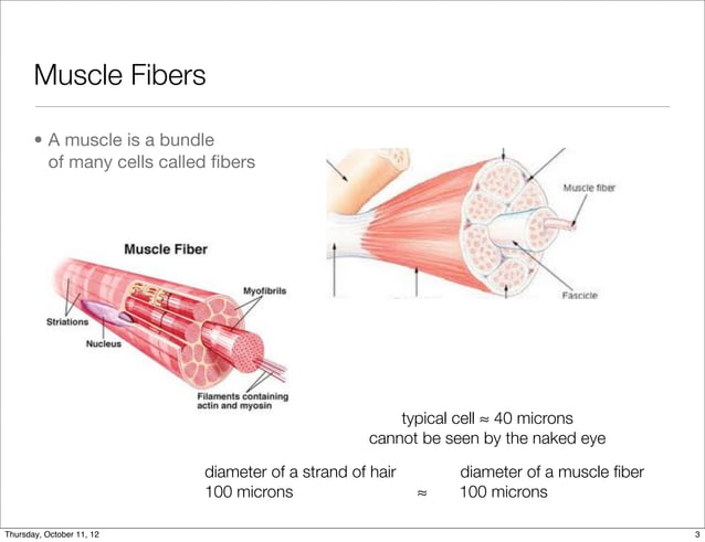 Assignment 6 how muscles work | PDF