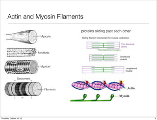 Assignment 6 how muscles work | PDF