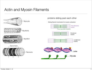 Assignment 6 how muscles work | PDF