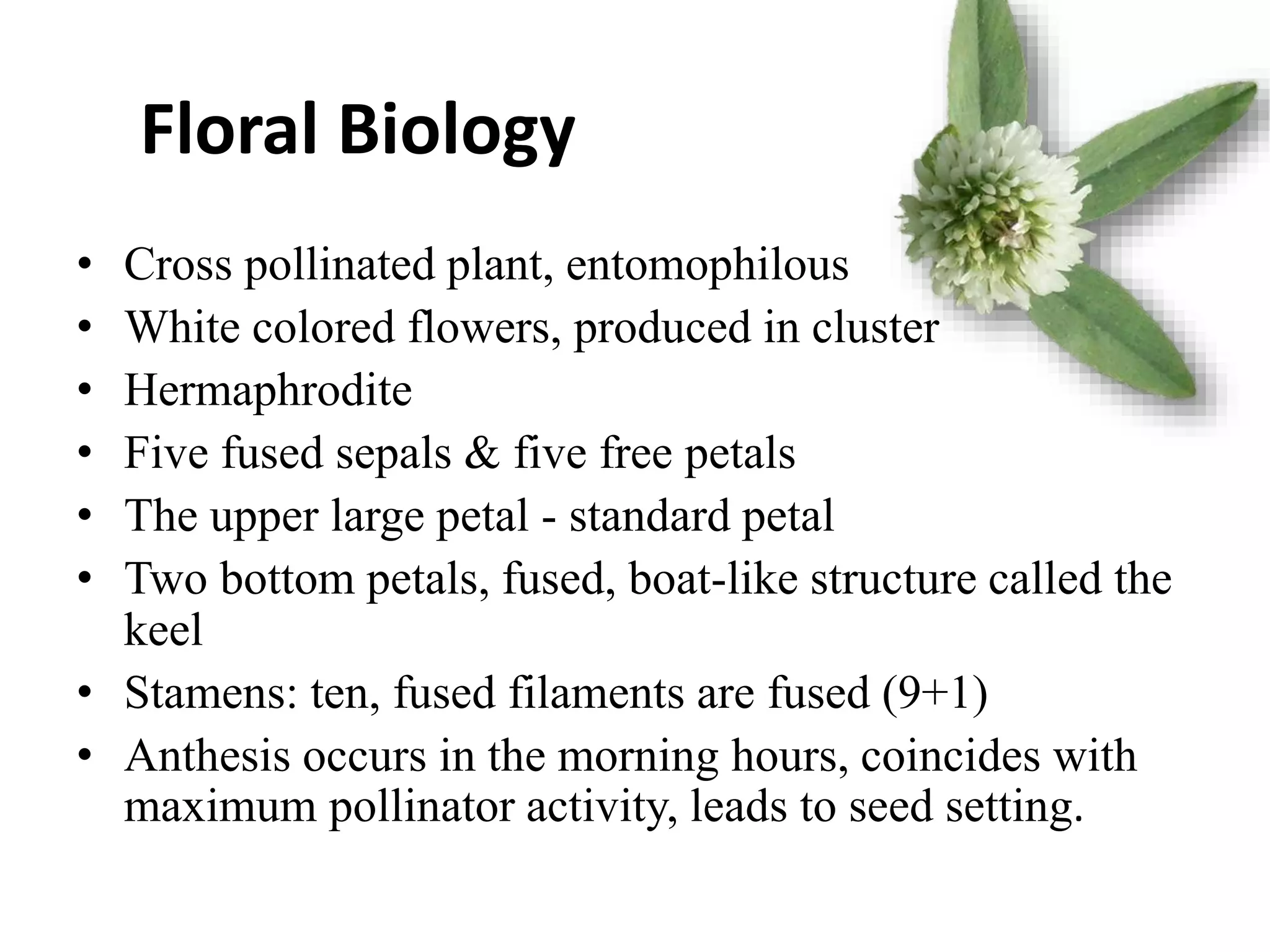Berseem: Fodder Crop | PPTX