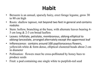Berseem: Fodder Crop | PPTX