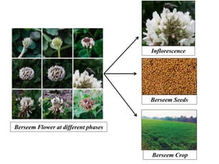 Berseem: Fodder Crop | PPTX