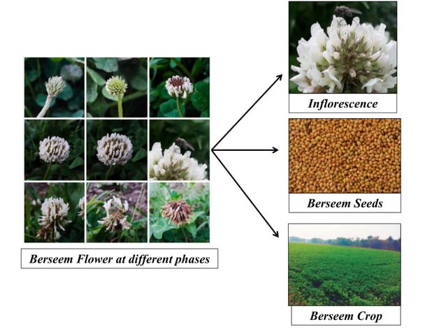 Berseem: Fodder Crop | PPTX