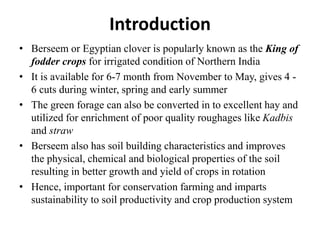 Berseem: Fodder Crop | PPTX