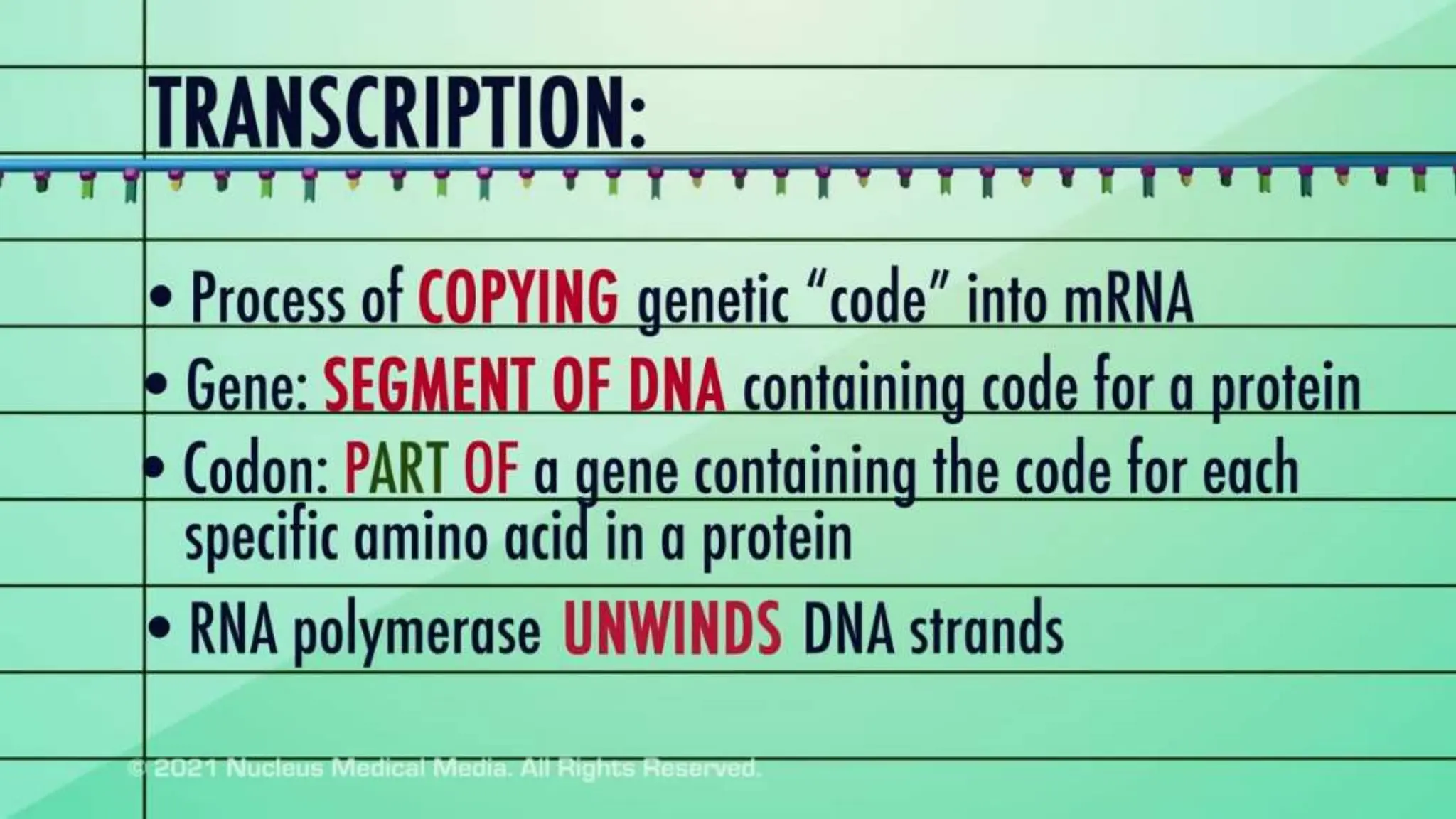 dna transcription and the translation.pptx