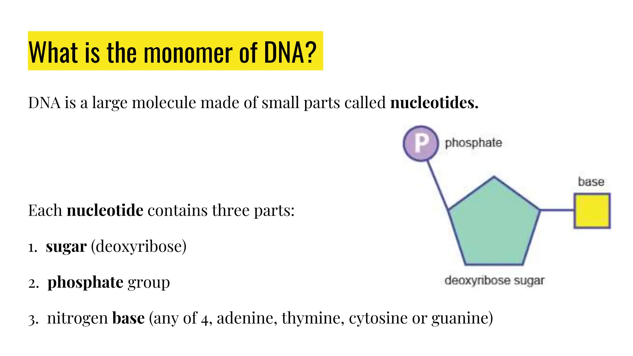 dna transcription and the translation.pptx